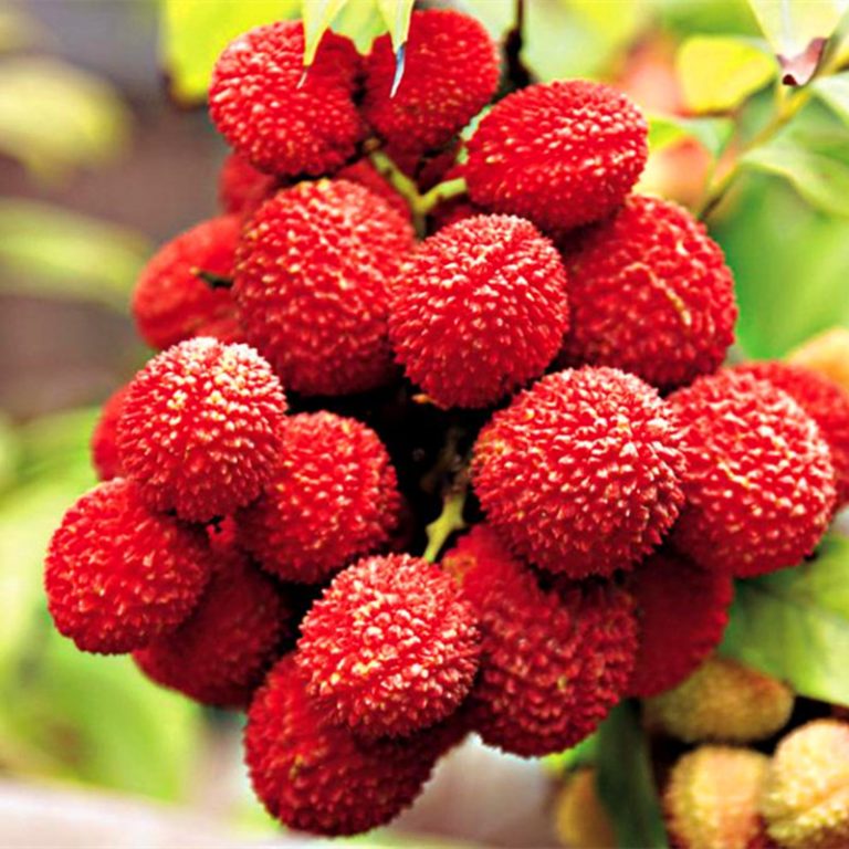 Giant Litchi Seeds , Litchi Chinensis 10 pcs/pack – GreenSeedGarden