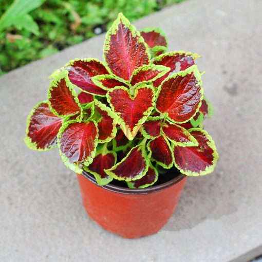 Rare Coleus Seeds, 100 pcs/pack – GreenSeedGarden
