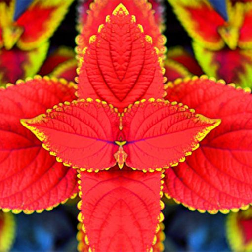 Rare Coleus Seeds, 100 pcs/pack – GreenSeedGarden
