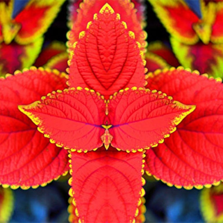 Rare Coleus Seeds, 100 pcs/pack – GreenSeedGarden