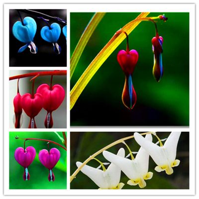 Rare Multi-Color Lily Flower Seeds 100pcs/pack – GreenSeedGarden