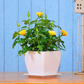 Beautiful Mini Rose Seeds, 200pcs/pack – GreenSeedGarden