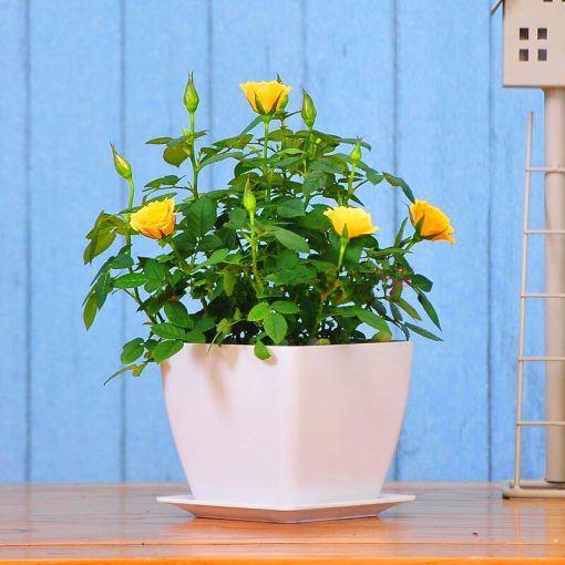 Beautiful Mini Rose Seeds, 200pcs/pack – GreenSeedGarden