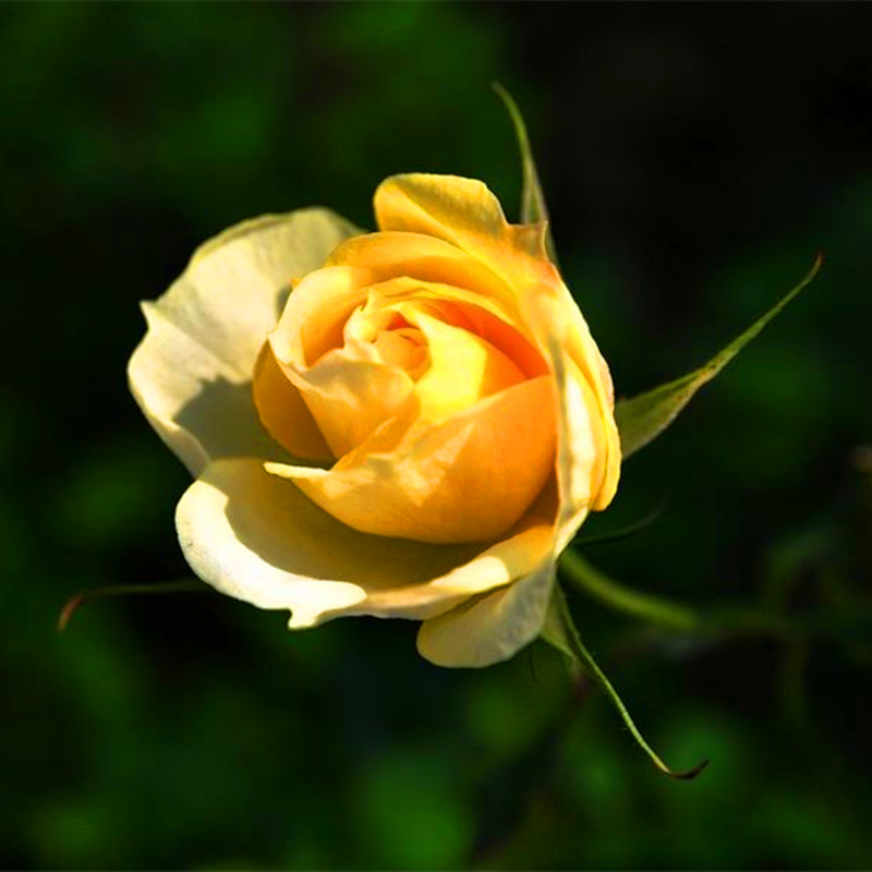 Beautiful Mini Rose Seeds, 200pcs/pack – GreenSeedGarden