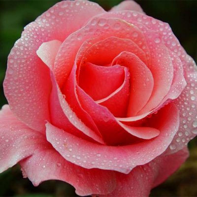 Beautiful Mini Rose Seeds, 200pcs/pack – GreenSeedGarden