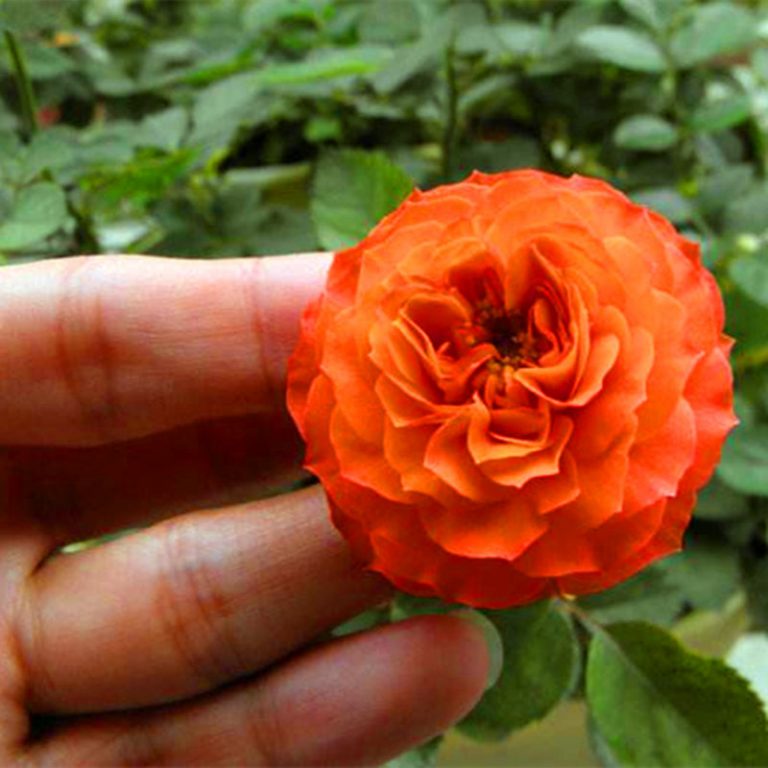 Beautiful Mini Rose Seeds, 200pcs/pack – GreenSeedGarden