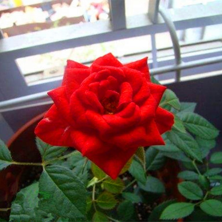 Beautiful Mini Rose Seeds, 200pcs/pack – GreenSeedGarden