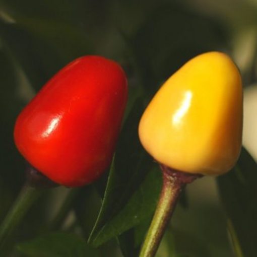 Mini Rainbow Pepper Seeds, 200pcs/pack – GreenSeedGarden