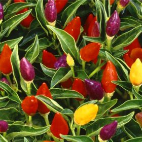 Mini Rainbow Pepper Seeds, 200pcs/pack – GreenSeedGarden