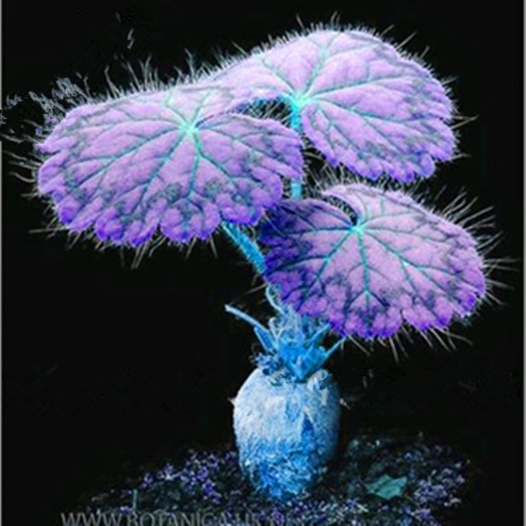 24 Color Dwarf Geranium Seed, 50pcs/pack – GreenSeedGarden