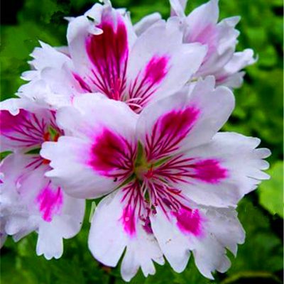 24 Color Dwarf Geranium Seed, 50pcs/pack – GreenSeedGarden