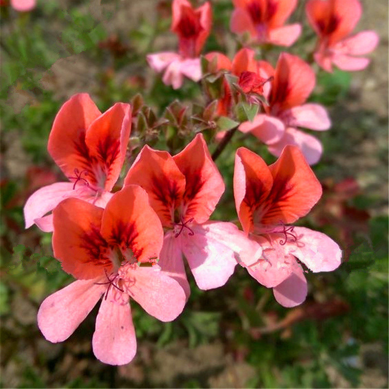 24 Color Dwarf Geranium Seed, 50pcs/pack – GreenSeedGarden