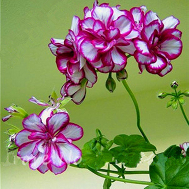 24 Color Dwarf Geranium Seed, 50pcs/pack – GreenSeedGarden