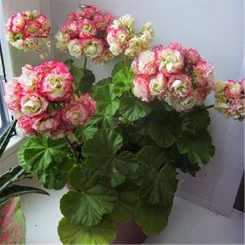 24 Color Dwarf Geranium Seed, 50pcs/pack – GreenSeedGarden