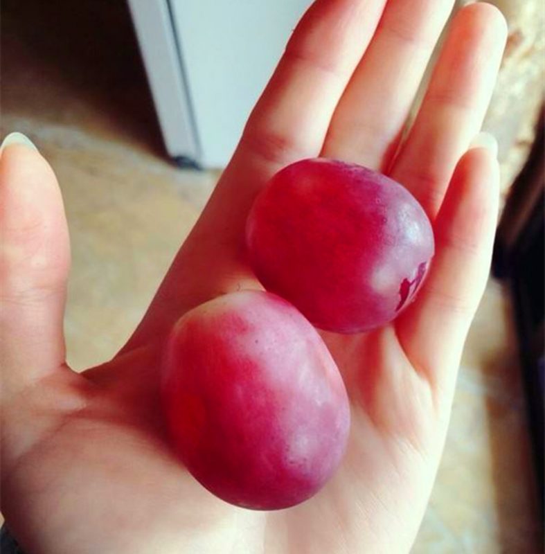 Grape Seeds, Multi-Varieties 50pcs/pack – GreenSeedGarden