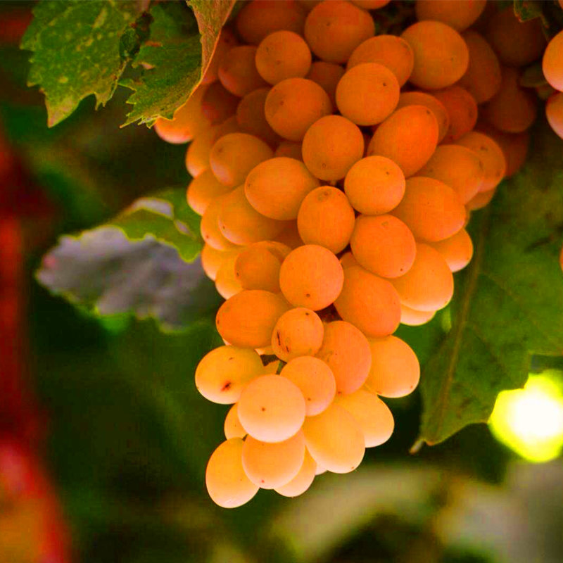 Grape Seeds, Multi-Varieties 50pcs/pack – GreenSeedGarden