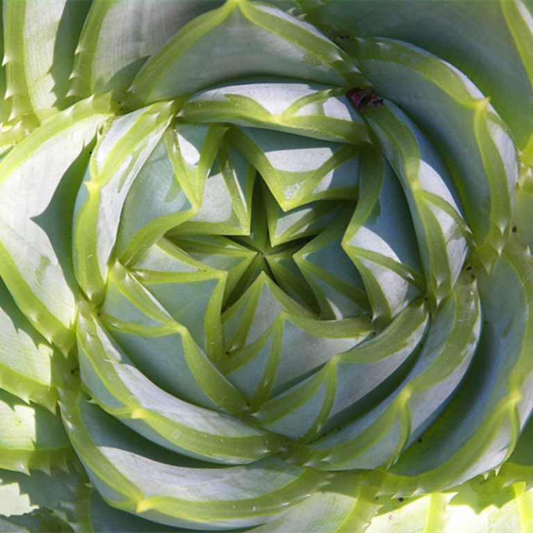 Rare Aloe Vera, Succulents Seeds, 100pcs/pack – GreenSeedGarden