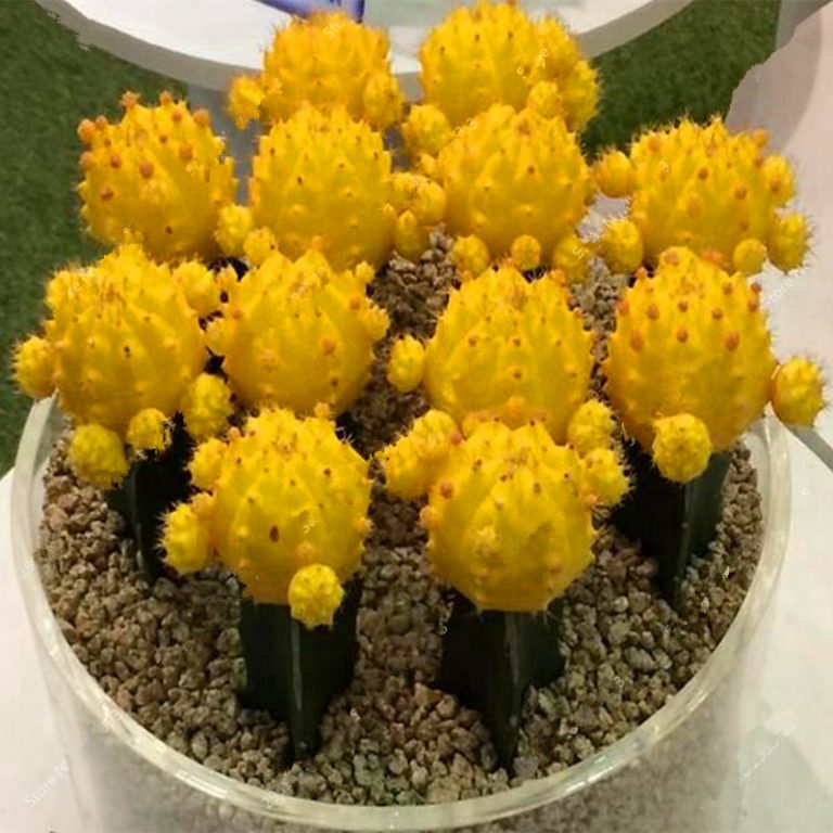 Mixed Rare Stone Cactus Seeds, Succulent Seeds, 100pcs/Pack ...