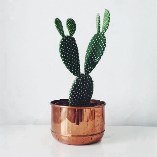 Mixed Rare Stone Cactus Seeds, Succulent Seeds, 100pcs/Pack ...