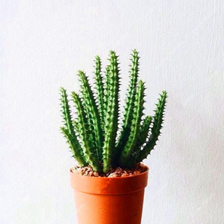 Mixed Rare Stone Cactus Seeds, Succulent Seeds, 100pcs/Pack ...