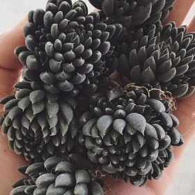 Mixed Mini Succulent Seeds, 200pcs/pack – GreenSeedGarden