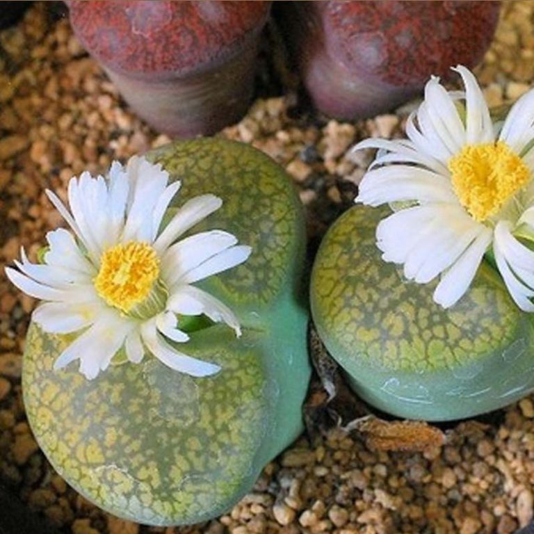 Mixed White Flower Lithops Seeds, Succulent Plants, 100pcs/pack ...