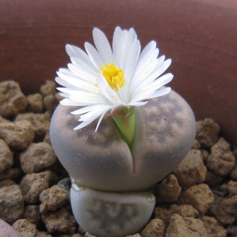 Mixed White Flower Lithops Seeds, Succulent Plants, 100pcs/pack ...