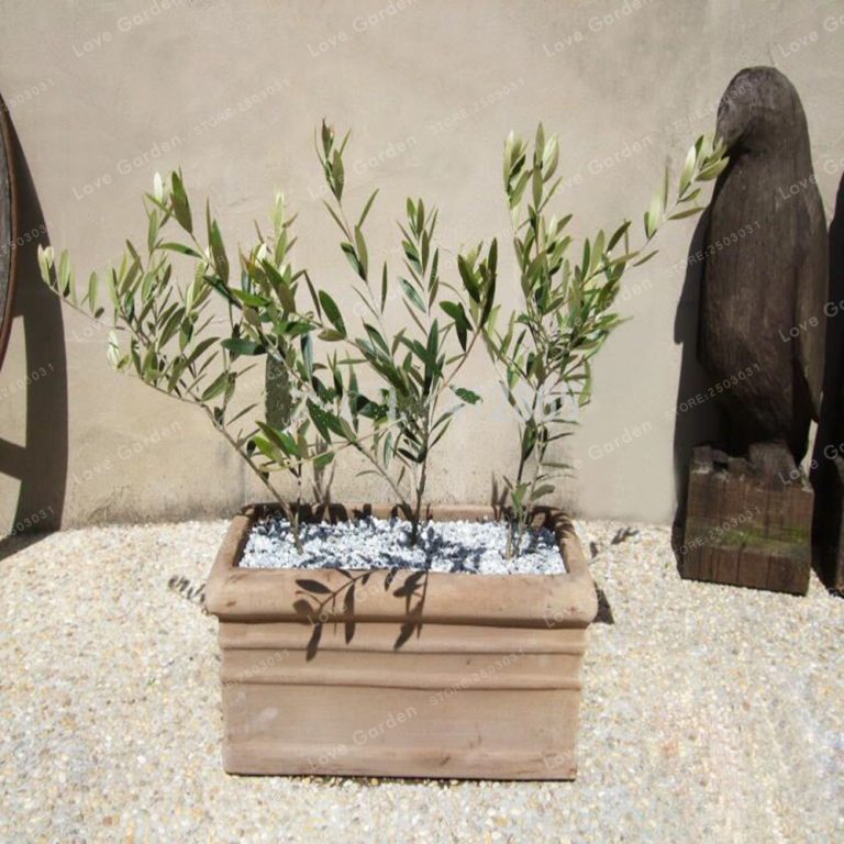 10PCS Rare Olive Bonsai Tree (Olea Europaea) Seeds Bonsai Fresh Exotic ...