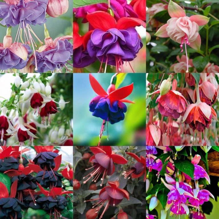 Mixed Fuchsia Flower Seeds, 100pcs/pack – GreenSeedGarden