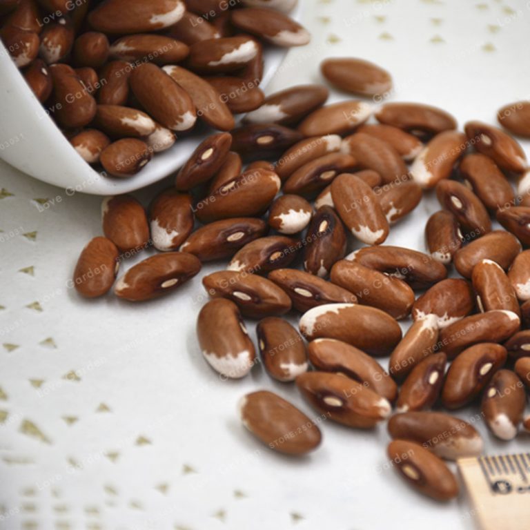 Multicolor Organic Bean Seeds, 20pcs/pack – GreenSeedGarden