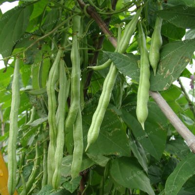 Multicolor Organic Bean Seeds, 20pcs/pack – GreenSeedGarden