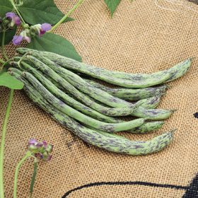 Multicolor Organic Bean Seeds, 20pcs/pack – GreenSeedGarden