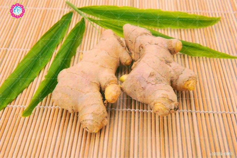 Ginger Seeds, 100pcs/pack – GreenSeedGarden