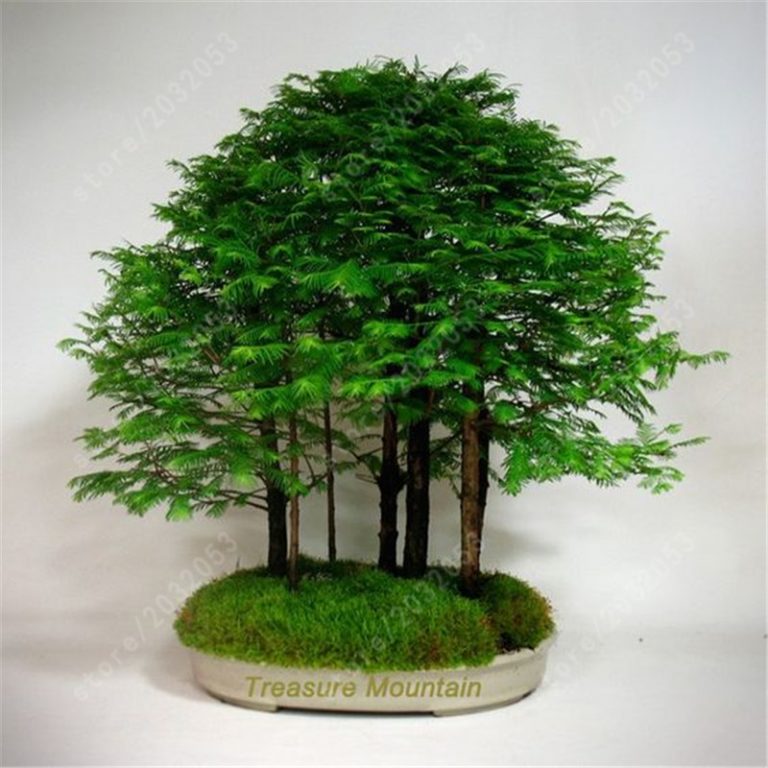 50 Pcs Dawn Redwood Forest Bonsai Seeds – Bonsai Tree – Metasequoia ...