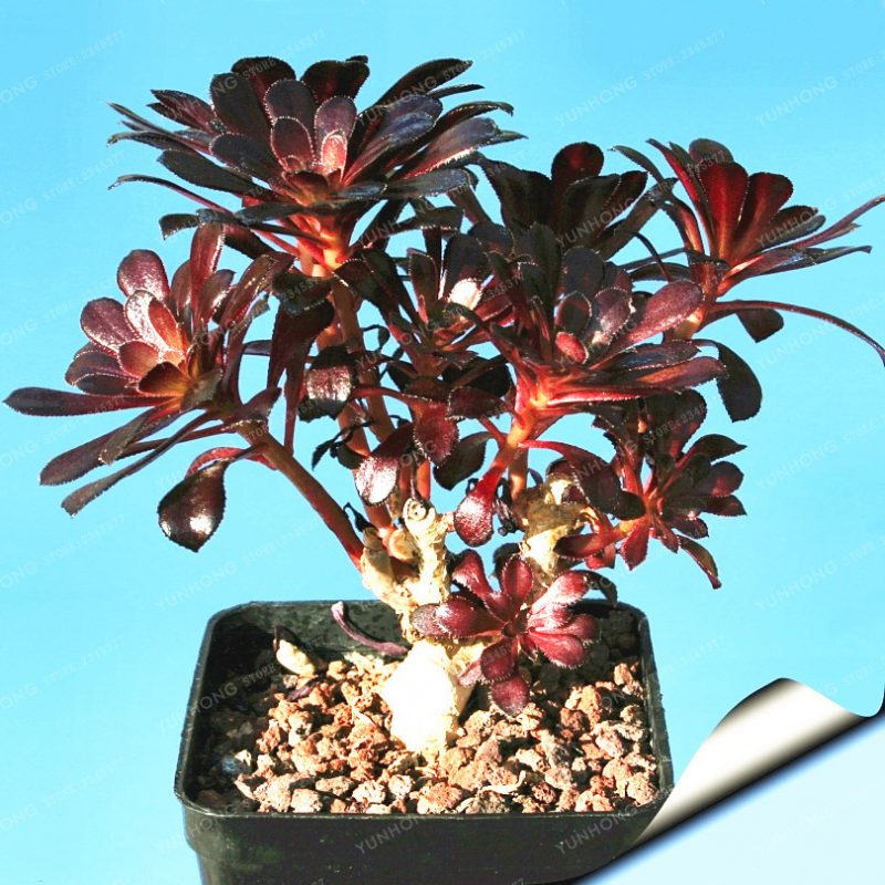100 PCS Rare Aeonium Arboreum Atropureum Seed The World’s Rare Flowers ...