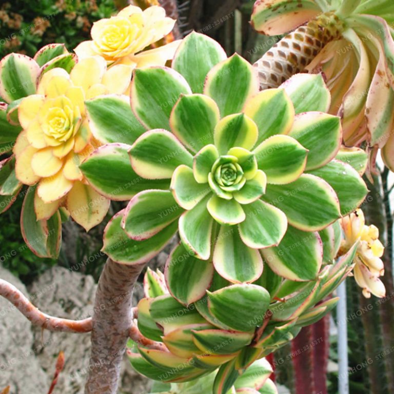 100 PCS Rare Aeonium Arboreum Atropureum Seed The World’s Rare Flowers ...