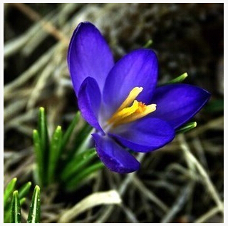 Saffron Seeds,Saffron Flower Seeds,Saffron Crocus Seeds – 100 pcs/pack ...
