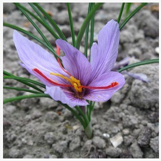 Saffron Seeds,Saffron Flower Seeds,Saffron Crocus Seeds – 100 pcs/pack ...
