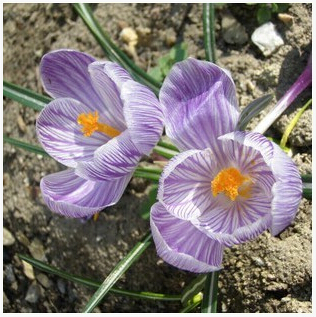 Saffron Seeds,Saffron Flower Seeds,Saffron Crocus Seeds – 100 pcs/pack ...