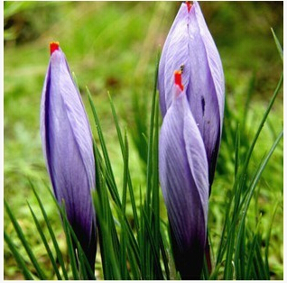 Saffron Seeds,Saffron Flower Seeds,Saffron Crocus Seeds – 100 pcs/pack ...