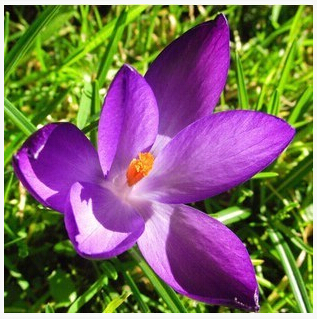 Saffron Seeds,Saffron Flower Seeds,Saffron Crocus Seeds – 100 pcs/pack ...