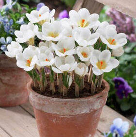 Saffron Seeds,Saffron Flower Seeds,Saffron Crocus Seeds – 100 pcs/pack ...