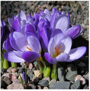 Saffron Seeds,Saffron Flower Seeds,Saffron Crocus Seeds – 100 pcs/pack ...