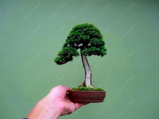 50 pcs/bag Miniature pine seeds, bonsai tree seeds, indoor woody plants ...