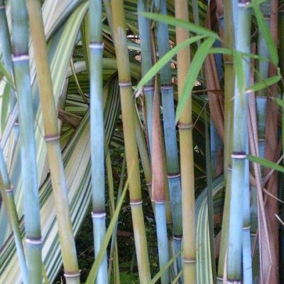 Rare Bamboo Seeds, Phyllostachys Pubescens Seeds, Giant Bamboo Seeds ...