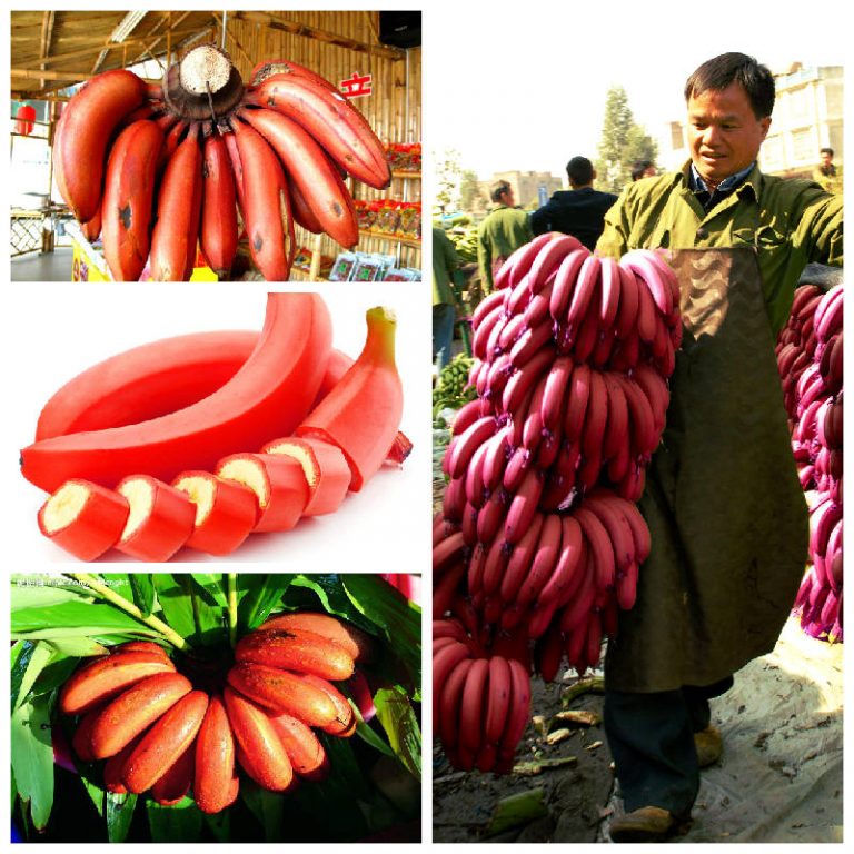 Rare Red Banana Seeds, 100pcs/pack – GreenSeedGarden