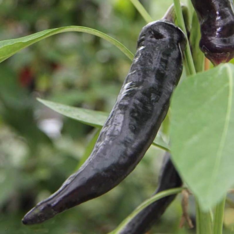 Rare Black Cobra Pepper Seeds, 100pcs/pack – GreenSeedGarden