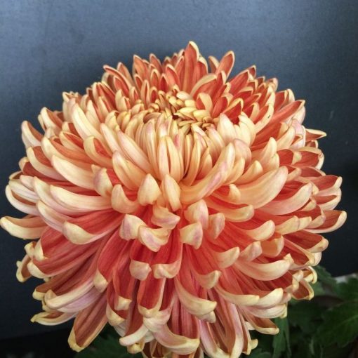 Rare Fireworks Chrysanthemum Seeds, 100 pcs/bag – GreenSeedGarden