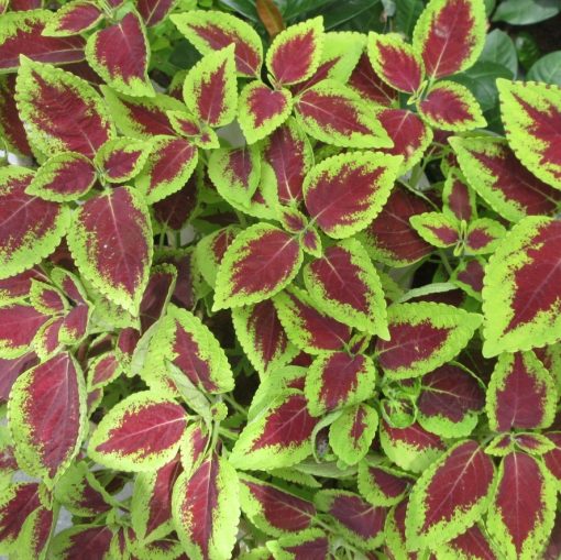 Rare Coleus Seeds, 100 pcs/pack – GreenSeedGarden
