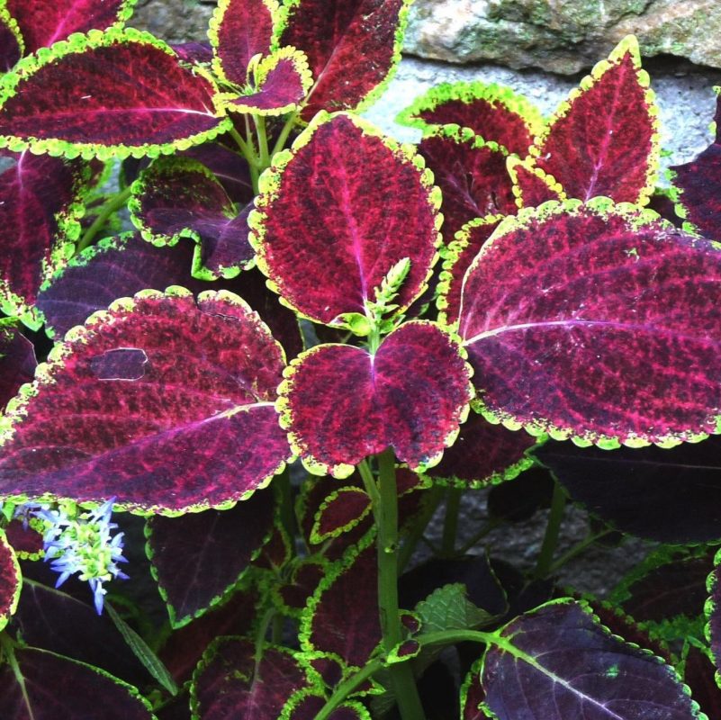 Rare Coleus Seeds, 100 pcs/pack – GreenSeedGarden
